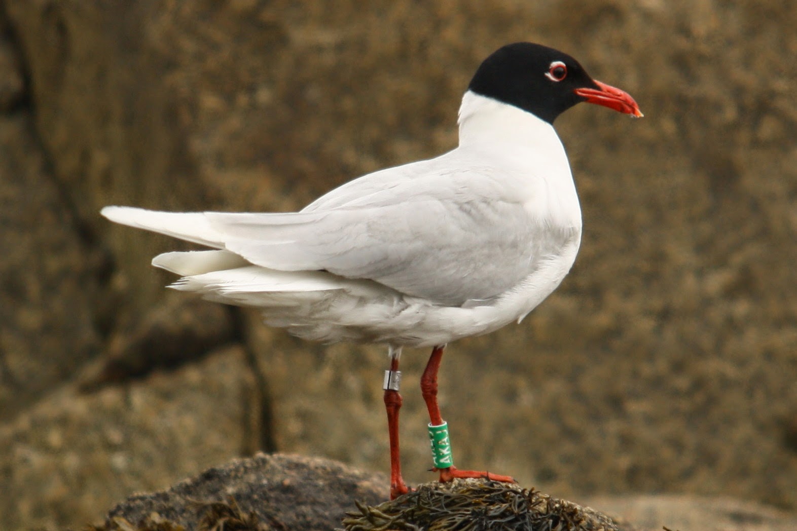 Tallaght Gulls + Rings: June 2014 - Med Gull Season Starts!